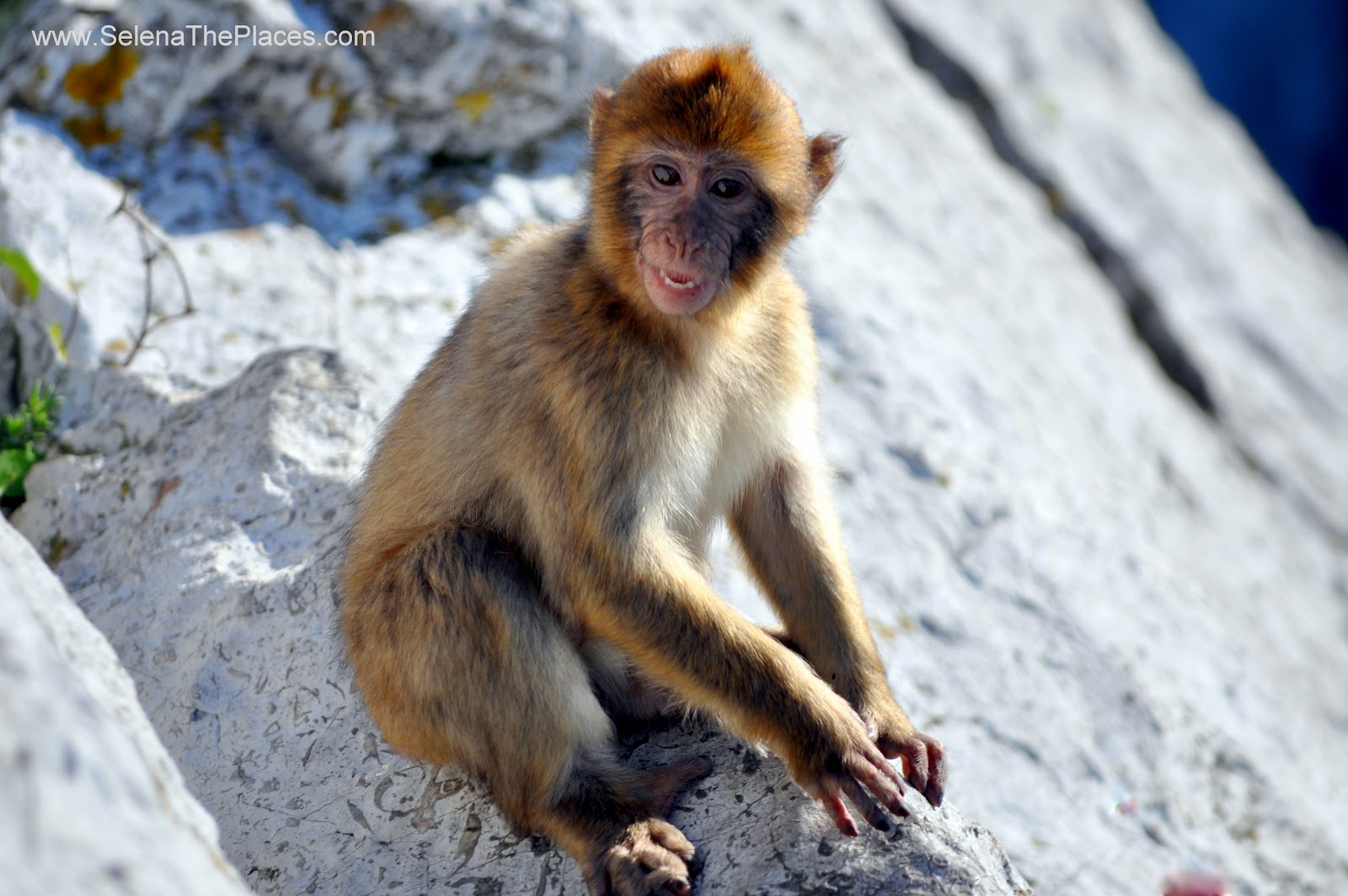 Oh, the places we will go!: The Macaque Monkeys of Gibraltar