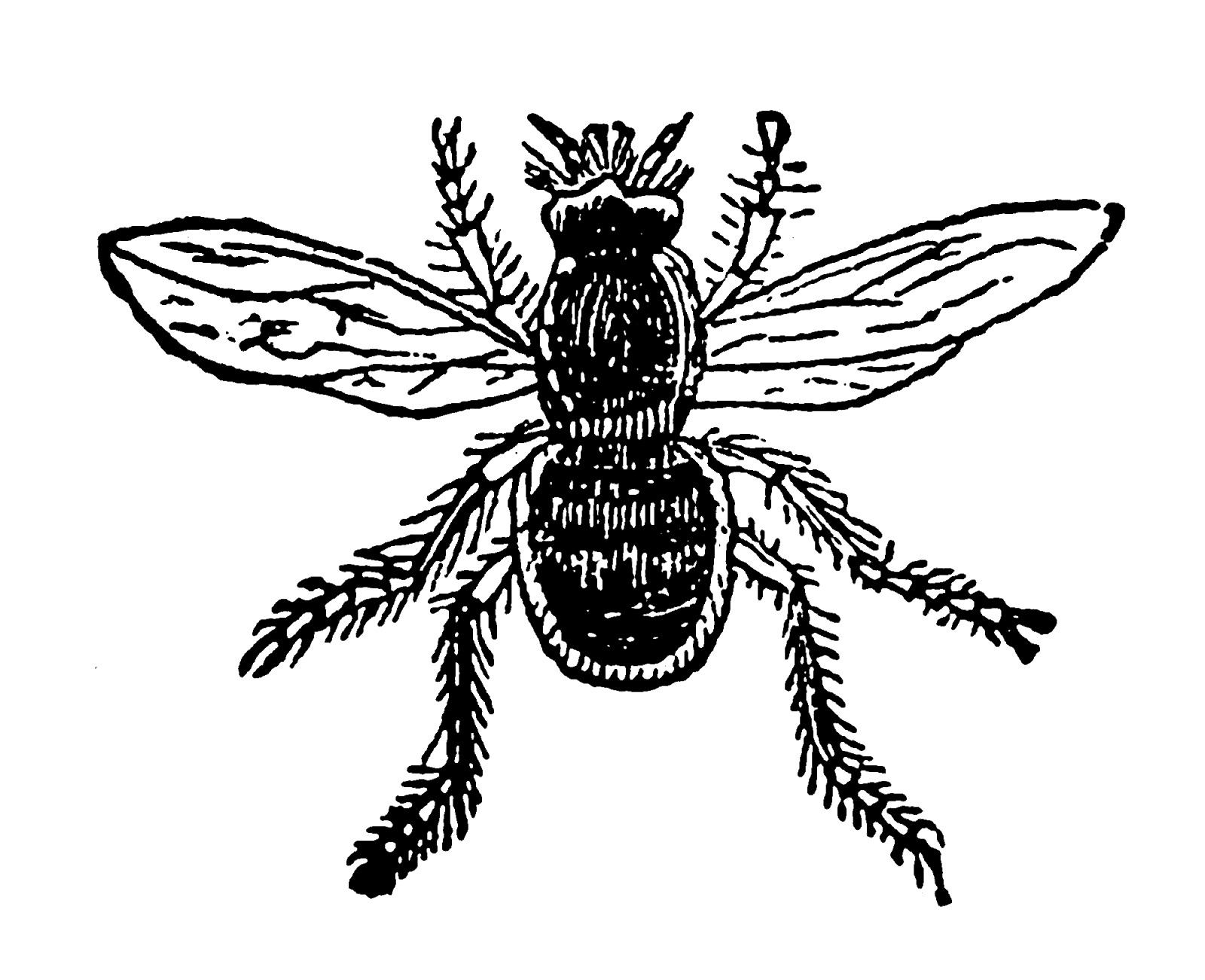 Digital Stamp Design: Printable Insect Bee Fly Digital Clip Art Bug ...