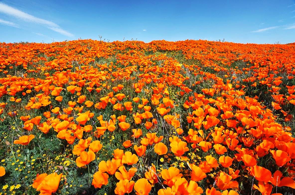 The California Poppy Reserve: A Sea of Orange Happiness ~ Kuriositas