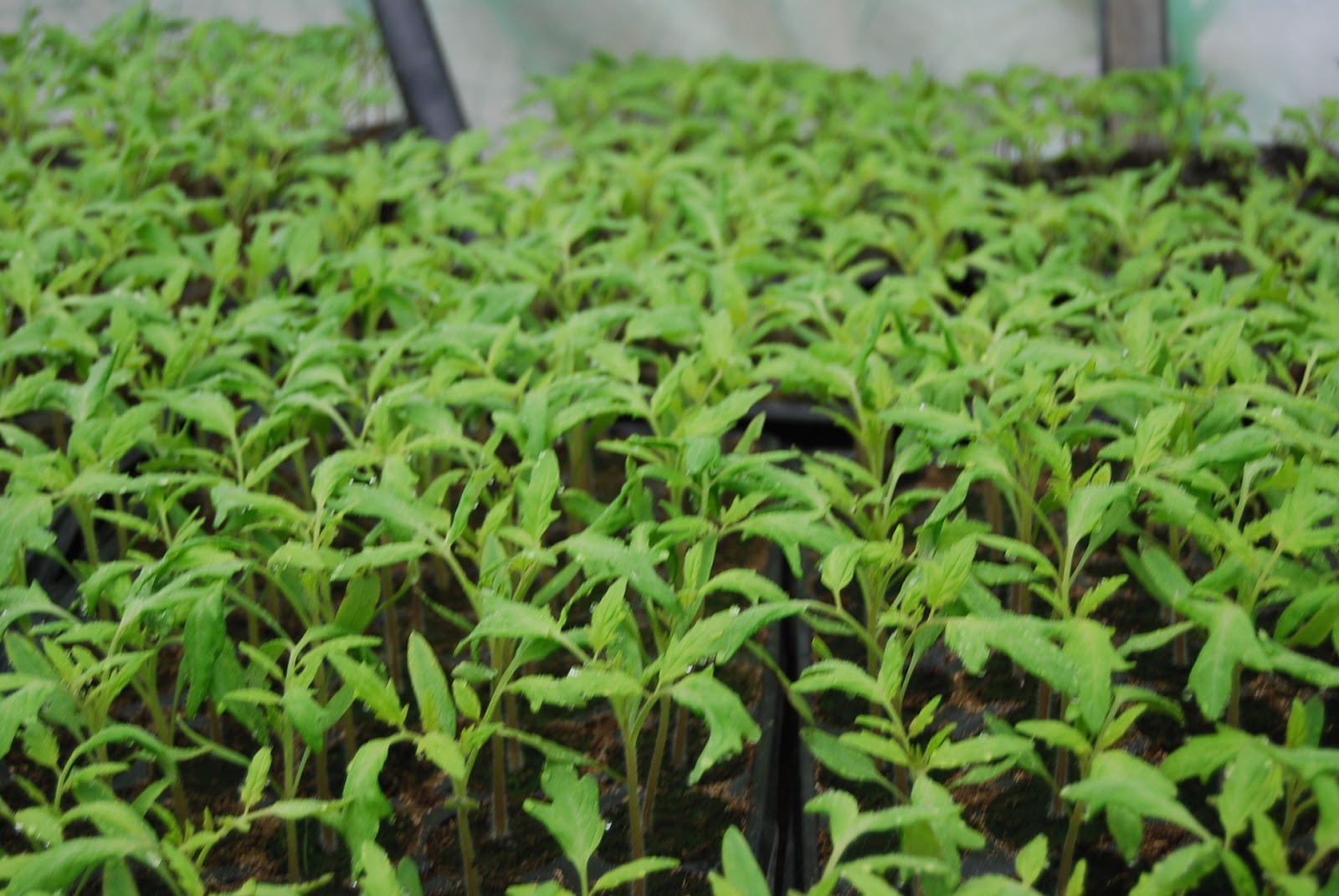 LEGUMICULTURA IN SOLAR SI SERE: RASADURILE DE ROSII