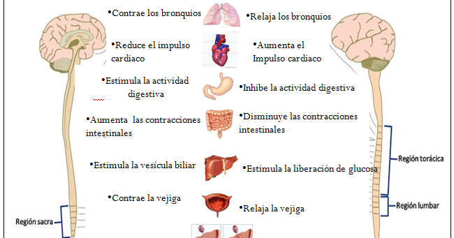 MORFOFISIOLOGÍA II: EL SISTEMA NERVIOSO: SISTEMA NERVIOSOS SIMPÁTICO Y ...