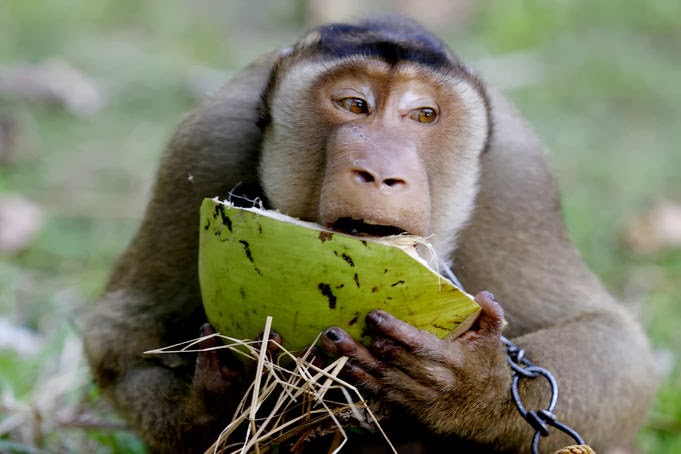 The Happy Homunculus: November 2013