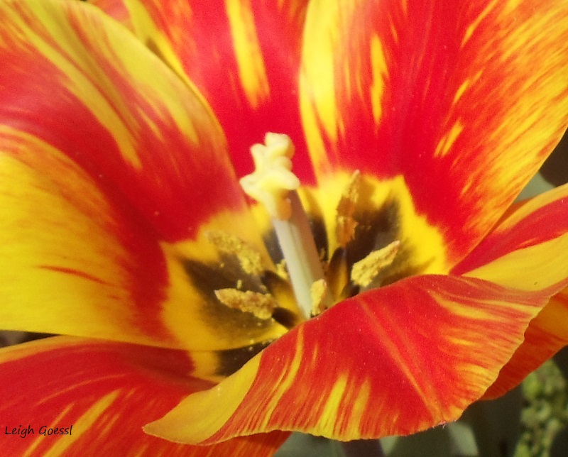 Photos by Leigh Goessl: In photos: Anatomy of a tulip