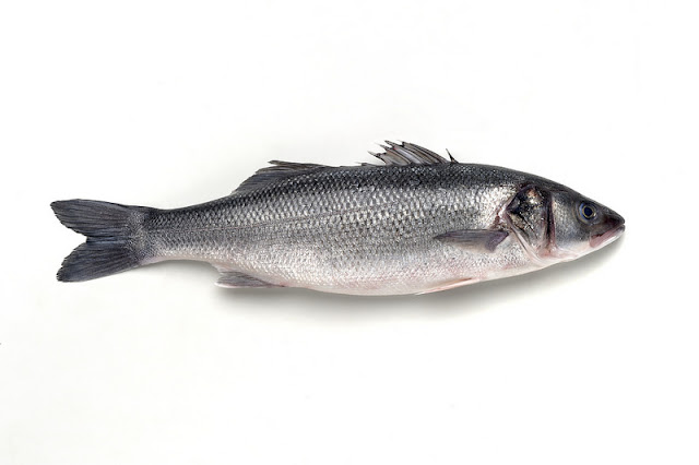 Saiba mais sobre o robalo, o peixe destaque do mês