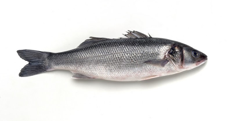 Saiba mais sobre o robalo, o peixe destaque do mês