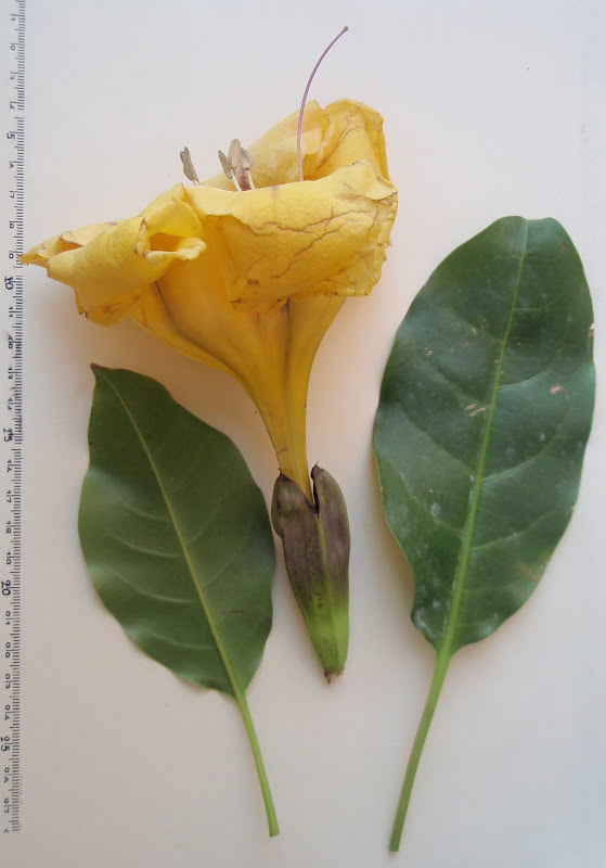 HERBARIO VIRTUAL DE BANYERES DE MARIOLA Y ALICANTE: Solandra maxima ...