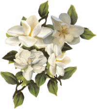 Flores colores cremas variados | Arte digital