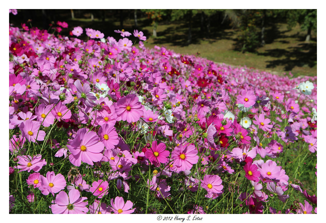 Henry S. Estes Photography: Fields of Cosmos