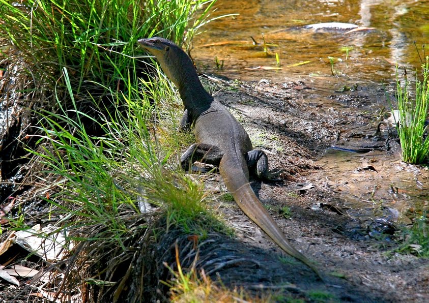 Images by Christine Walsh: Monitor Lizards (Goannas)
