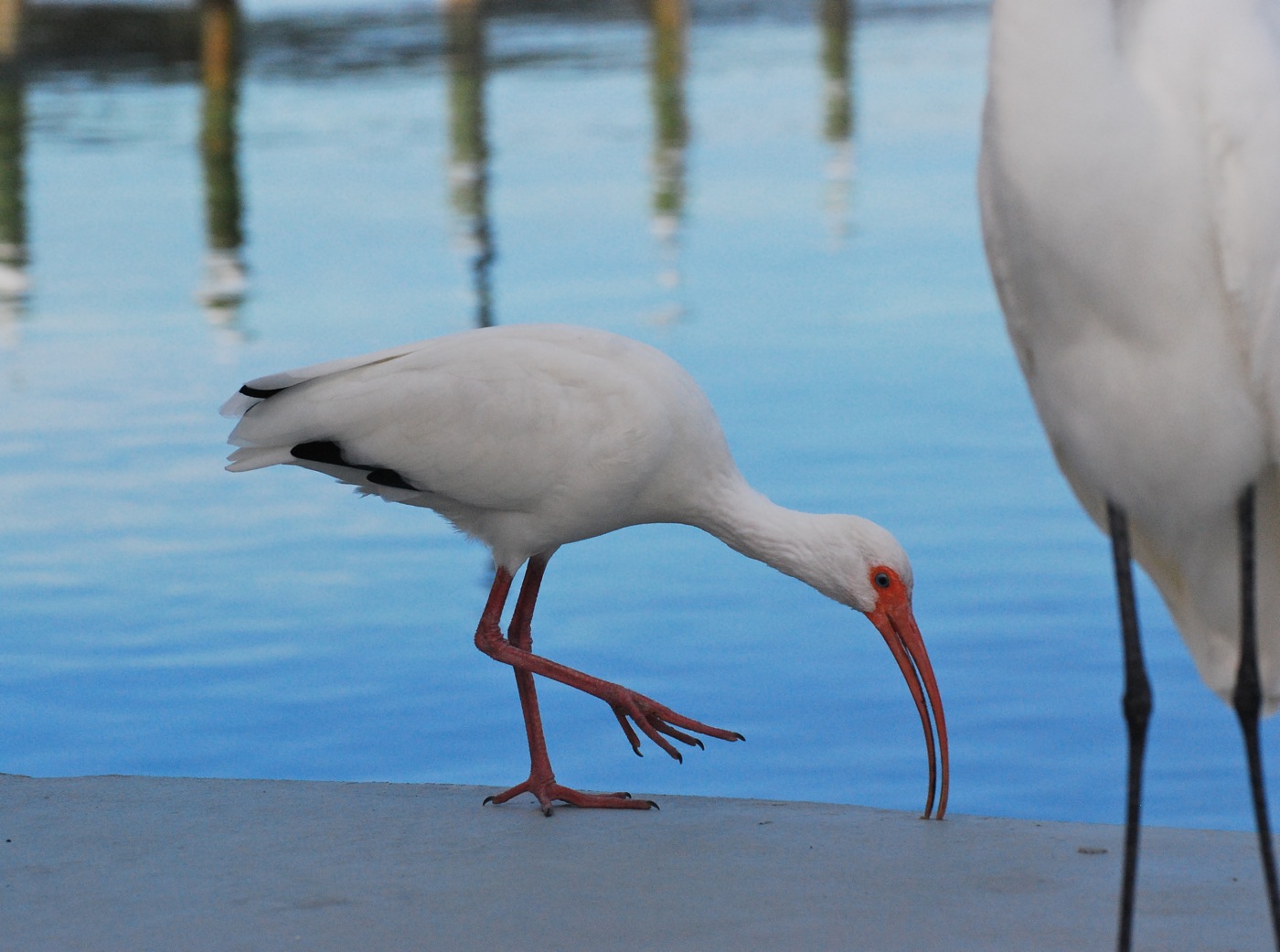 Bosque despierto: Ibis blanca