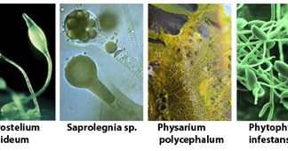 PROTISTA Mirip Jamur (Reproduksi, Ciri-ciri, Klasifikasi, Peranan ...