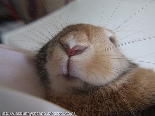 Cute and funny pictures of animals 44. Bunny 4.