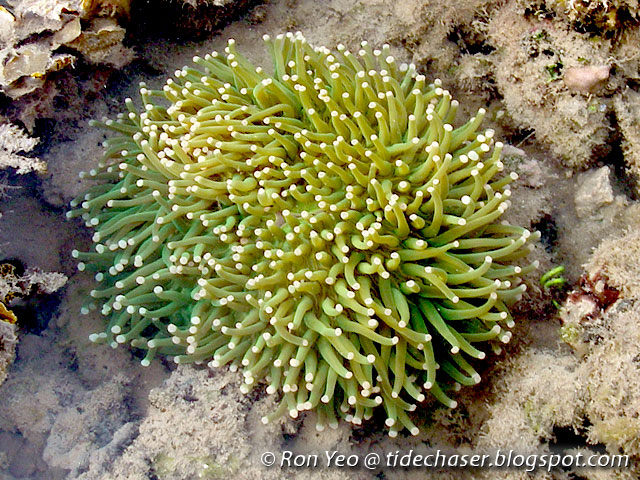 tHE tiDE cHAsER: Acoel Worms (Phylum Acoelomorpha) of Singapore