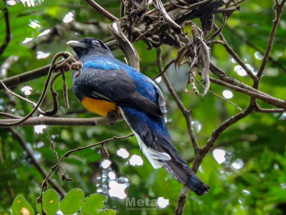 El Meta es tercero en jornada mundial de avistamiento de aves - Agenda Hoy