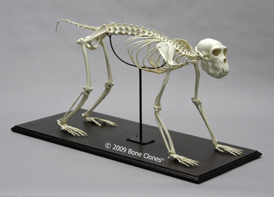 Evolving Monkeys: What do monkeys look like with no skin?