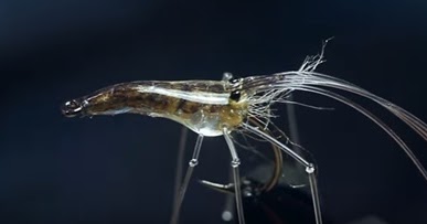 Glass Shrimp - How To Tie Glass Shrimp