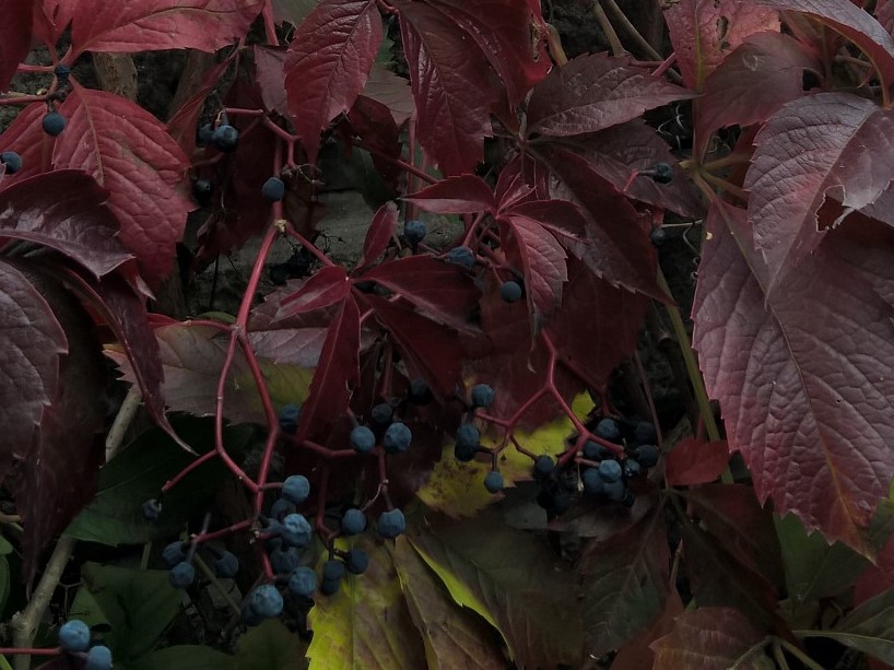 Vite Americana (Parthenocissus quinquefolia) e Vite Canadese ...