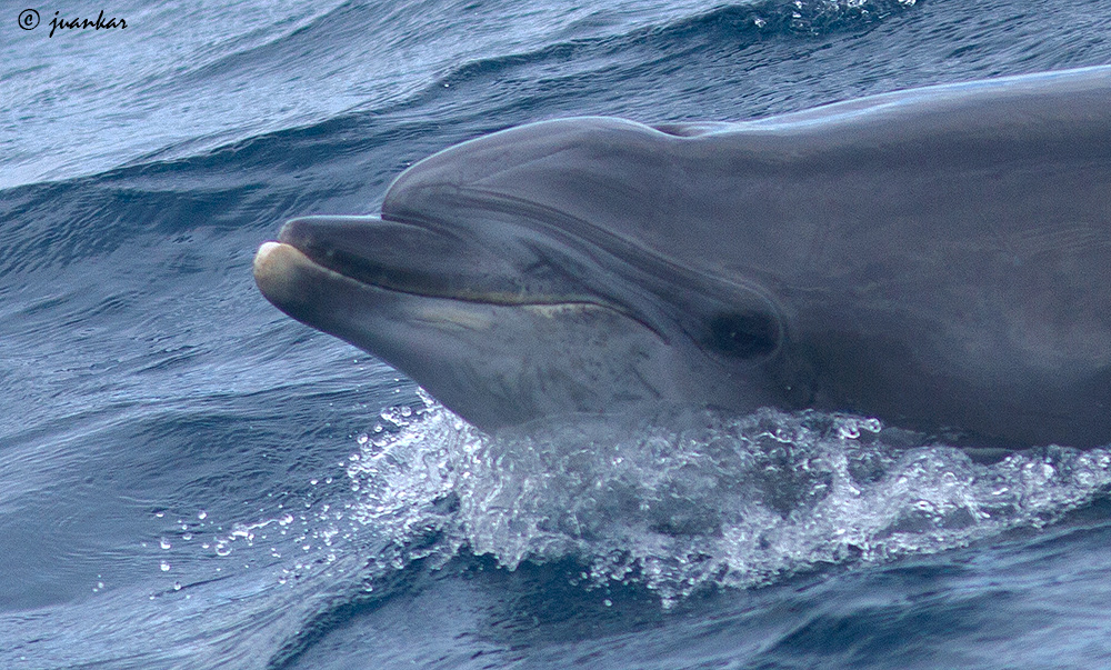 Entre alpinas y marinas.: Delfín mular en el Cantábrico. Bottlenose Dolphin