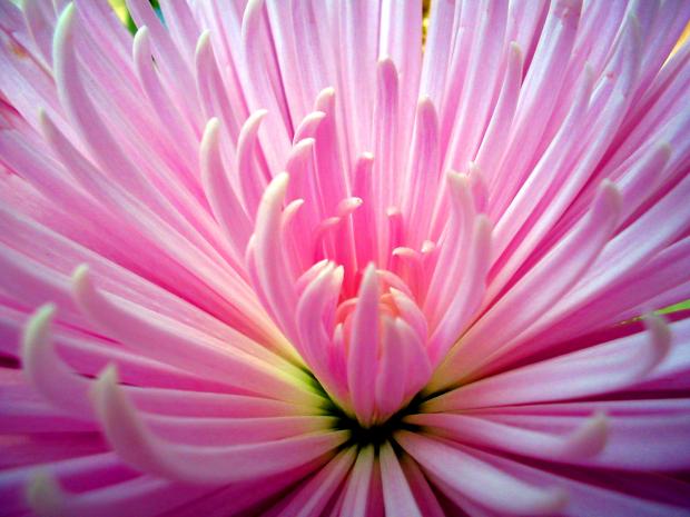 Flowers: Chrysanthemum (fuji mum)