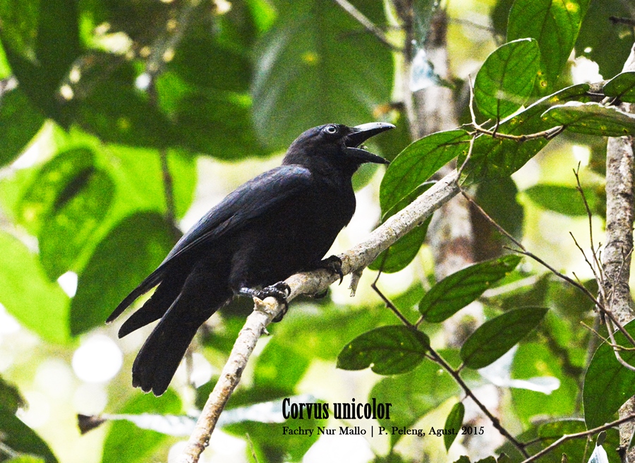 Fachry Nur Mallo: BIOGEOGRAFI BURUNG-BURUNG DI KEPULAUAN BANGGAI-SULA ...