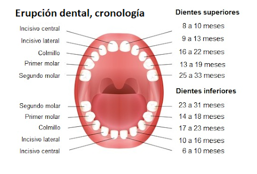 Morfología de la dentición temporal y diferencias con la denticion ...
