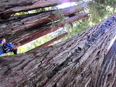 Santa Cruz Mountains Trails: Big Basin Redwoods State Park hike to Mt ...
