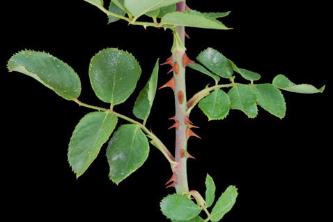 Alat-alat Tambahan (organa accessoria) ~ MUNAWI INSIDE