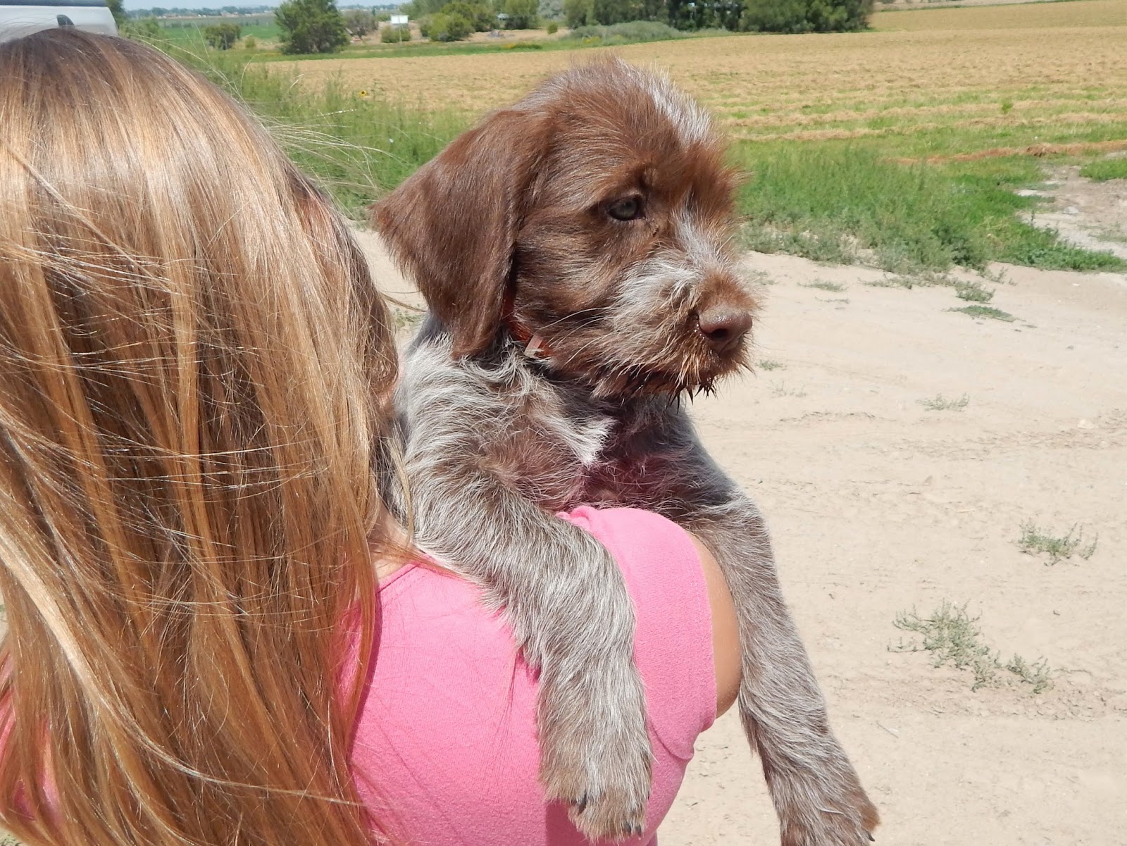 Quail Ridge Griffons- Specializing in AKC Wirehaired Pointing Griffons ...