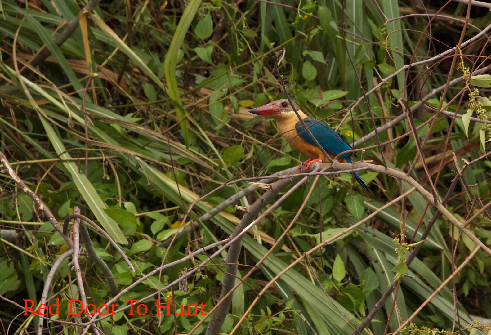 RED Door To Hunt: Konservasi Burung Enggang Badak Di Sungai Panjang ...