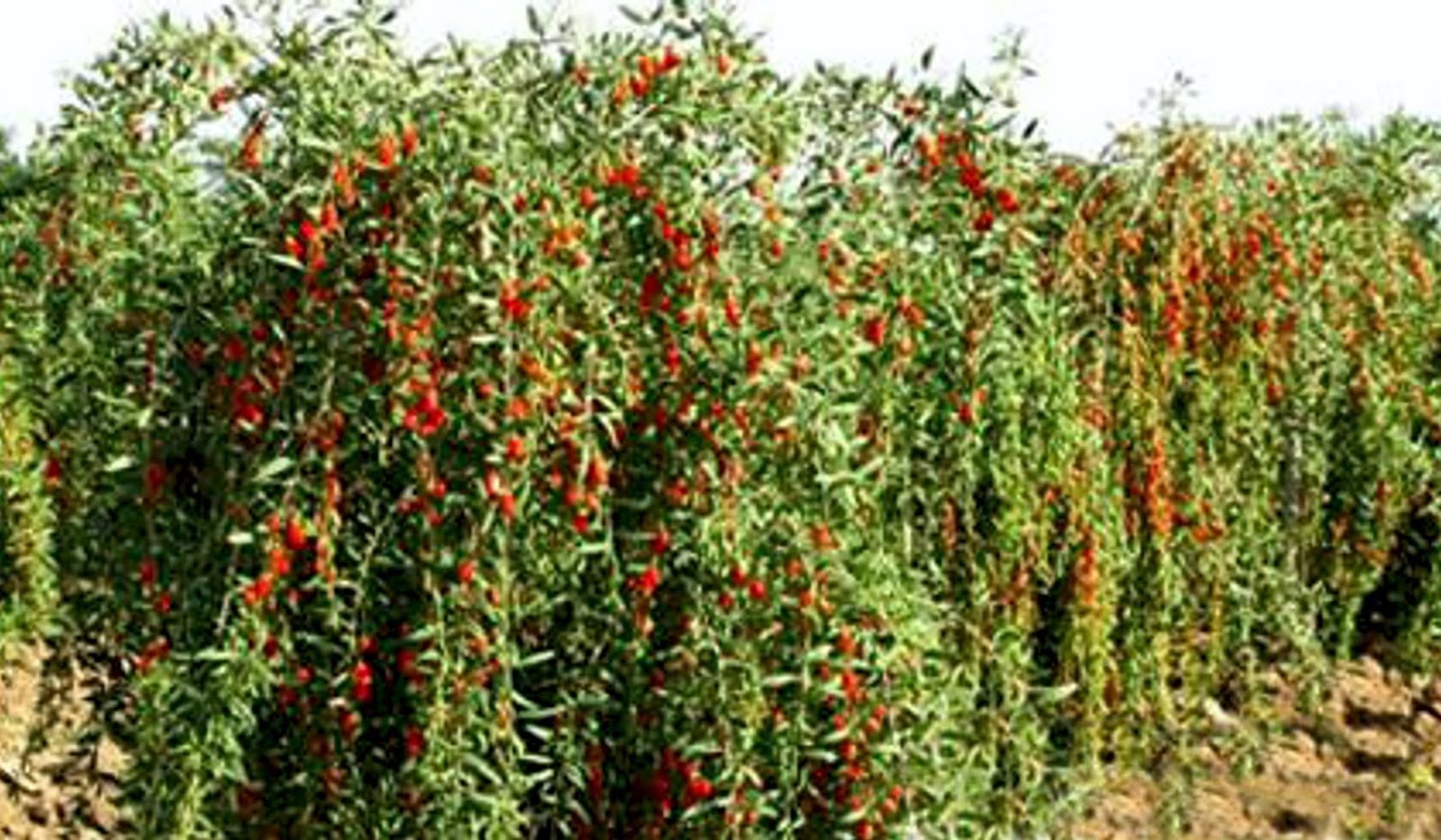 Bonsai Natal: Goji Berry: Conheça todos os benefícios deste superalimento