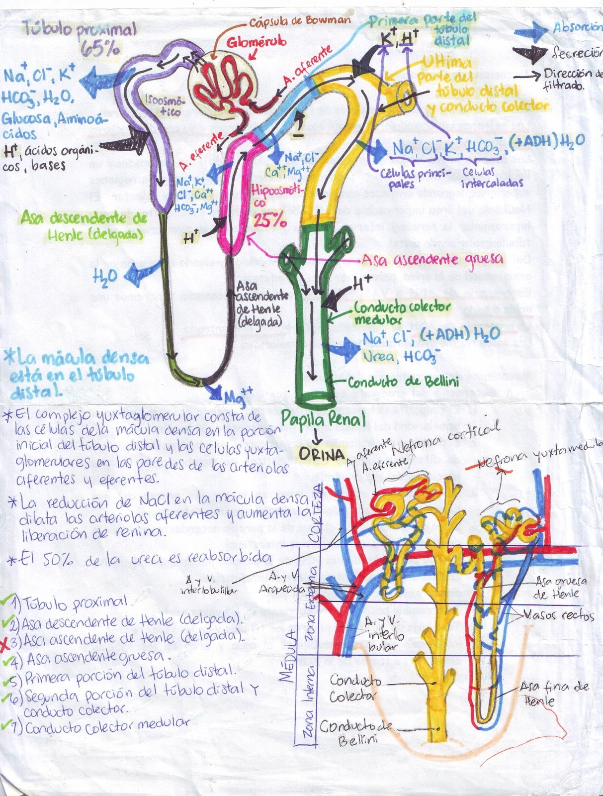 Dr.F Blog´s : IMAGEN DE DE LA NEFRONA FUNCIONAL PARA FISIOLOGIA (MADE ...