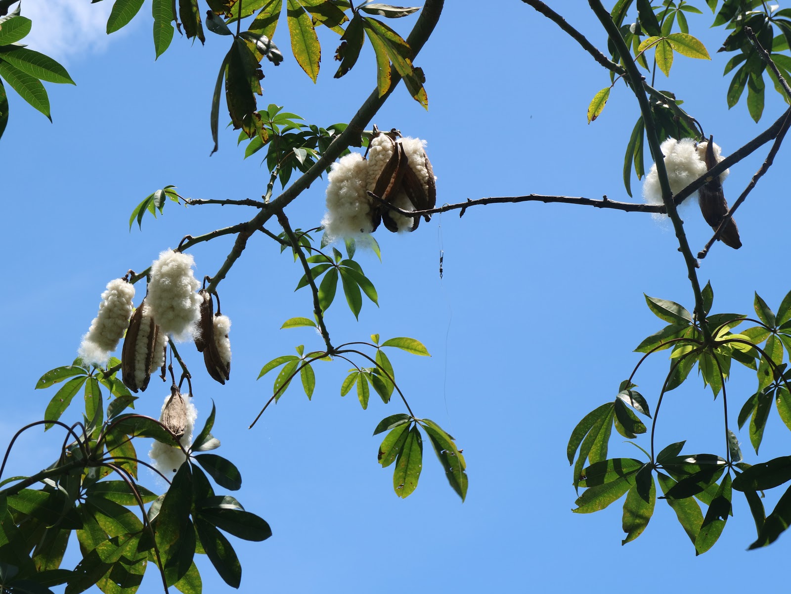 antara sejarah dan nostalgia: Kekabu