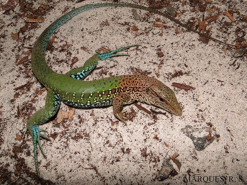 BLOG FERNANDO A VERDADE: Lagarto Bico doce (CALANGO) Ameiva ameiva ...