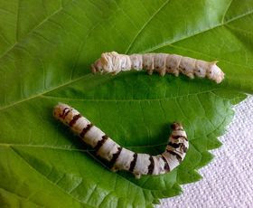 ATLÂNTIDA: O Bicho da Seda