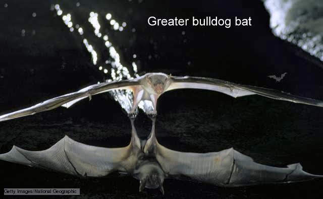 Info on Bats | Greater bulldog bat