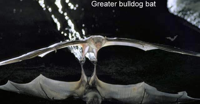 Info on Bats | Greater bulldog bat