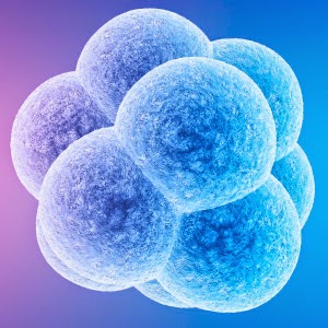 OUR TINY SNOWFLAKES: Fun facts about embryos and transfers! - such ...