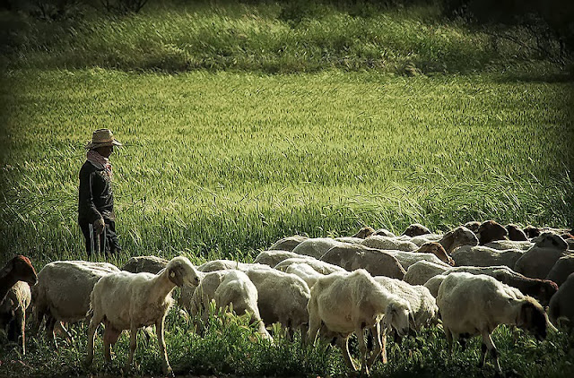 DLF Hope: Glory in the Highest Alerts Lowly Shepherds to God's ...