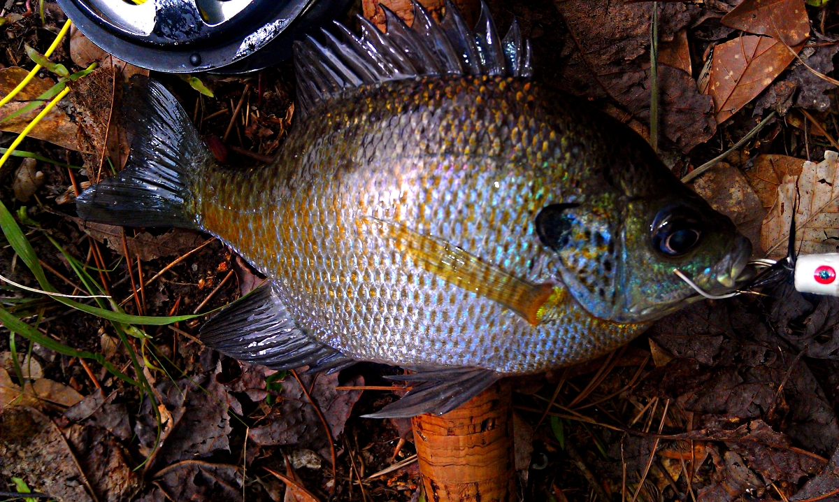 A Year On The Fly: Panfish Are Just Fun!