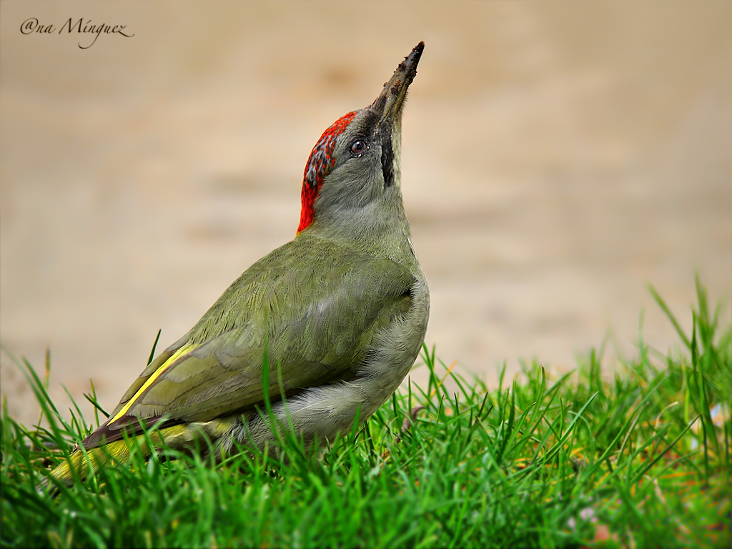 NATURANAFOTOS: Photomix