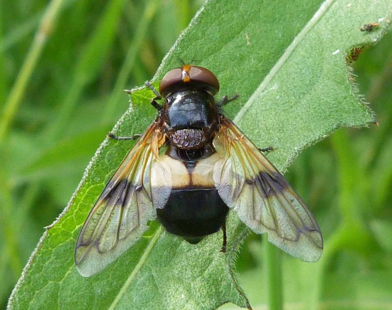 Insects of Scotland: Hoverflies