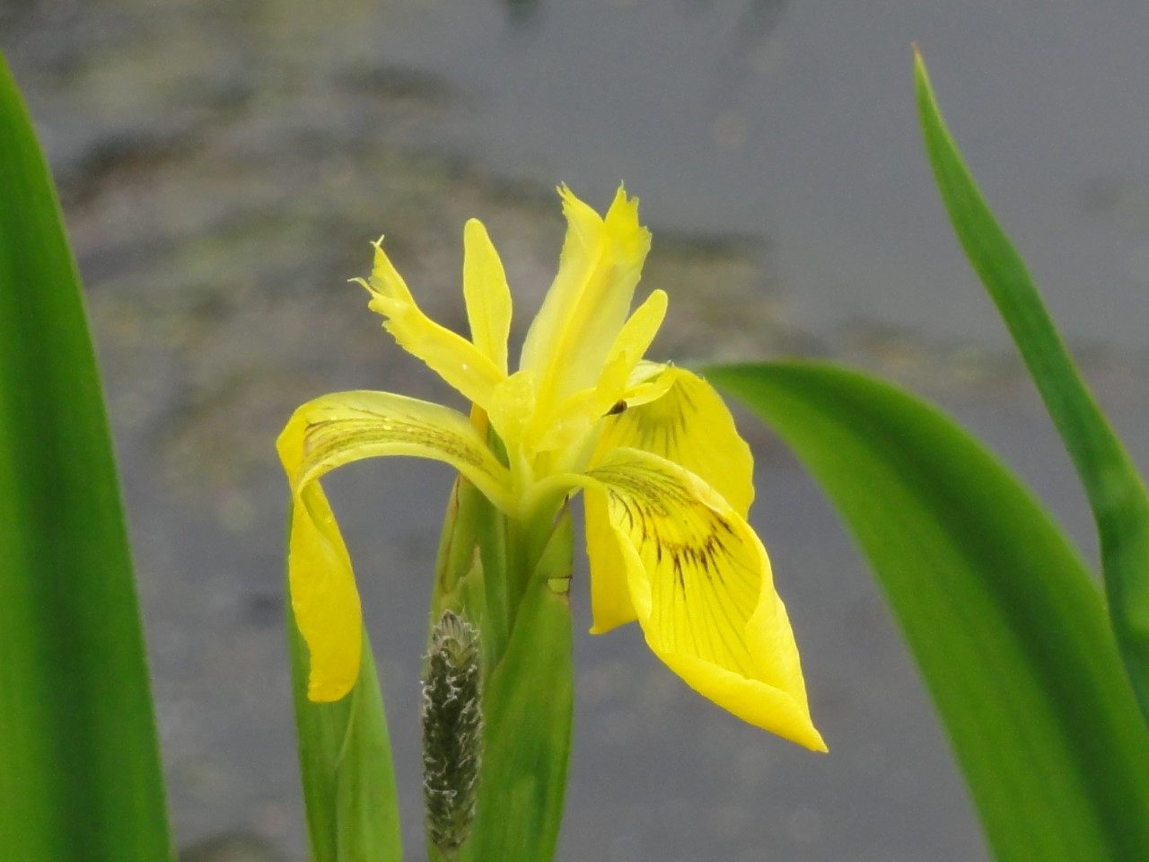 God is in de stilte: Lisdodde