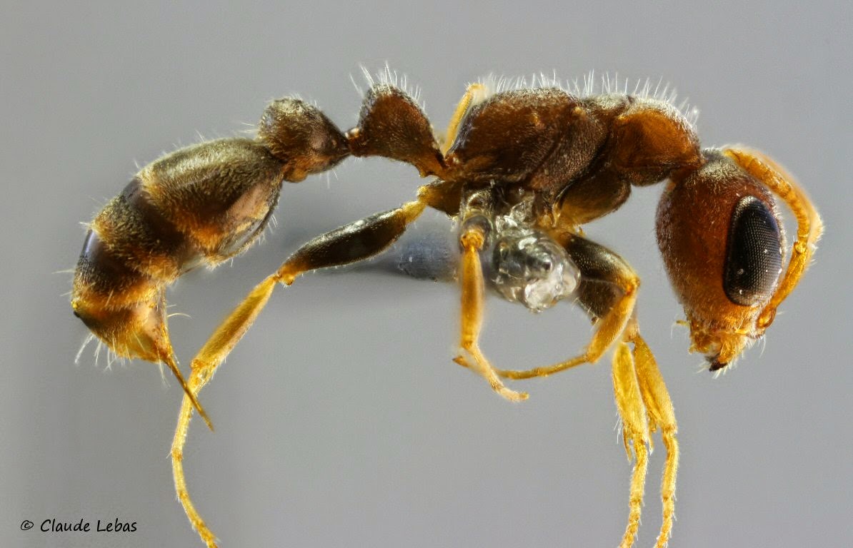 fourmis du Guatemala: Pseudomyrmex gracilis