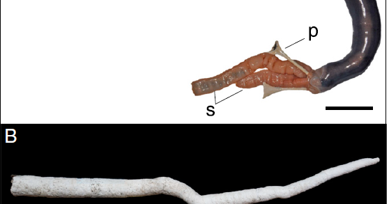 Sciency Thoughts: Kuphus polythalamia: Can a giant, free-living ...