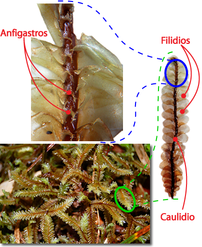 Embryophytas: Hepáticas