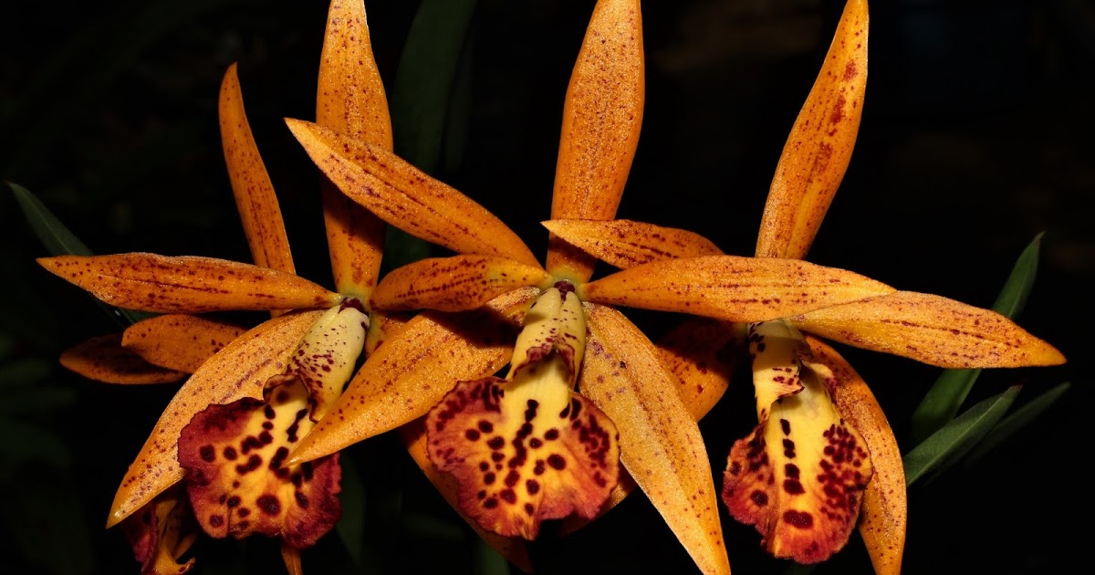Ricardo's Blog, : Brassolaeliocattleya Rustic Spots