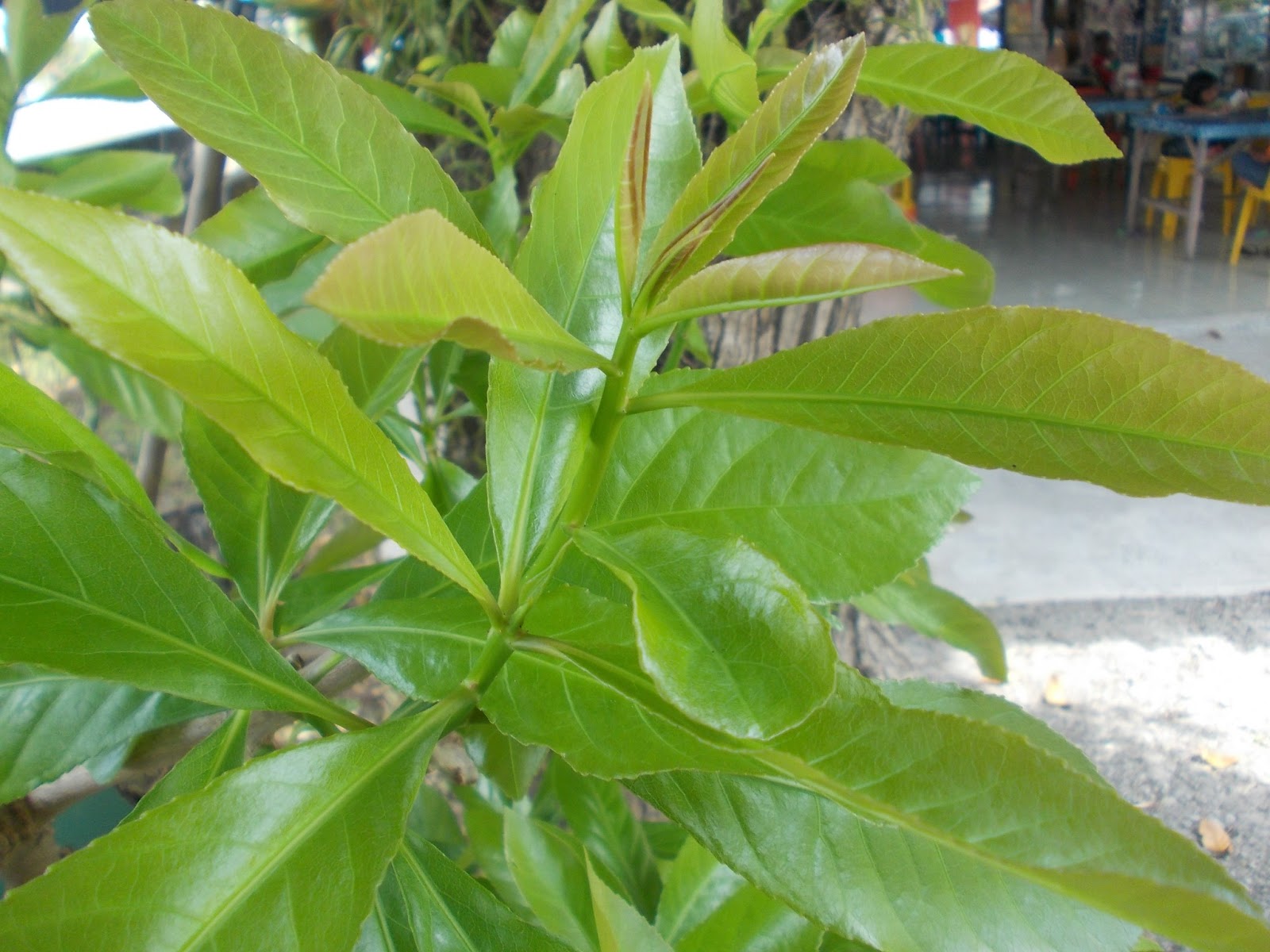 SEHARI DALAM HIDUPKU @ JURNAL KEHIDUPAN: Pucuk putat