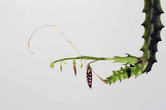 2016年6月上旬 ガガイモ亜科 近況 ~ Fullsun