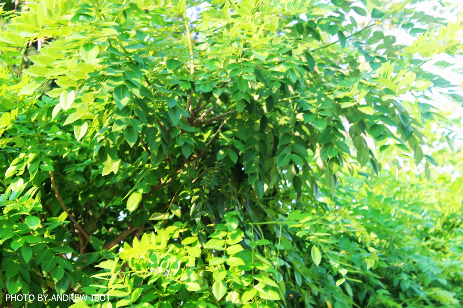 Ako si ANDREW IBOT!: Kakawate (Gliridia sepium (Jacg.) Steud)