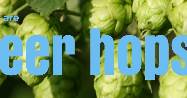What effect do hops have on beer? | How to Home Brew Beer